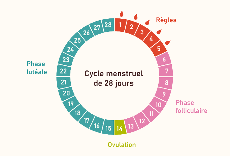 Les règles et le cycle menstruel - Bruxelles-J